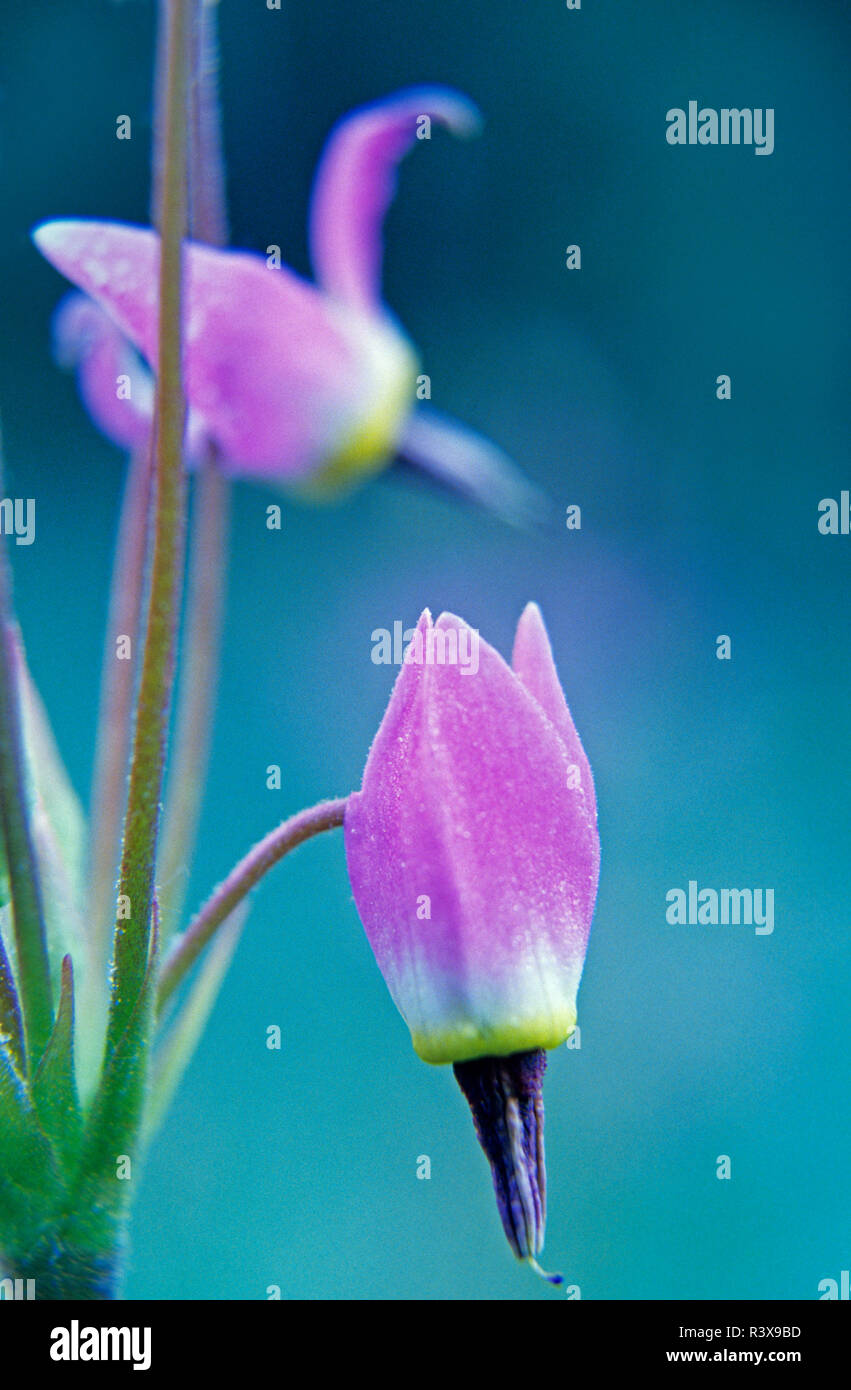 Shooting star flower hi-res stock photography and images - Alamy