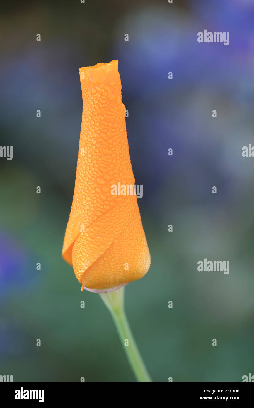 Bud with dew drops hi-res stock photography and images - Alamy