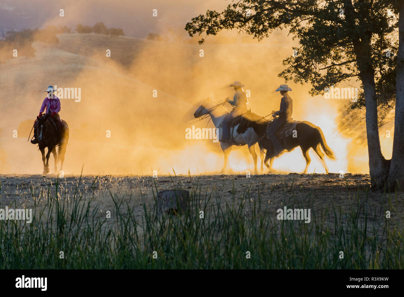 USA, California, Parkfield, V6 Ranch three riders on horseback at dawn ...