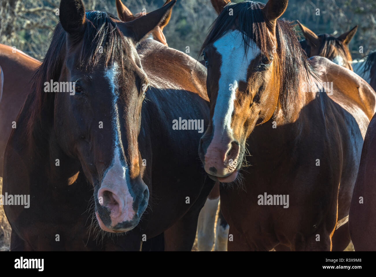 USA, California, Parkfield, V6 Ranch chestnut brown horses with a white ...