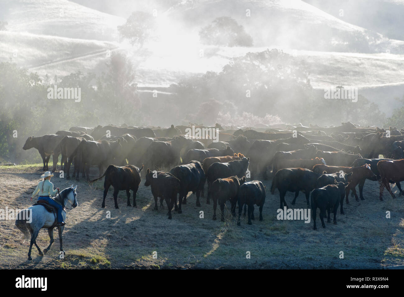 USA, California, Parkfield, V6 Ranch roping cowgirl with a herd of cows ...
