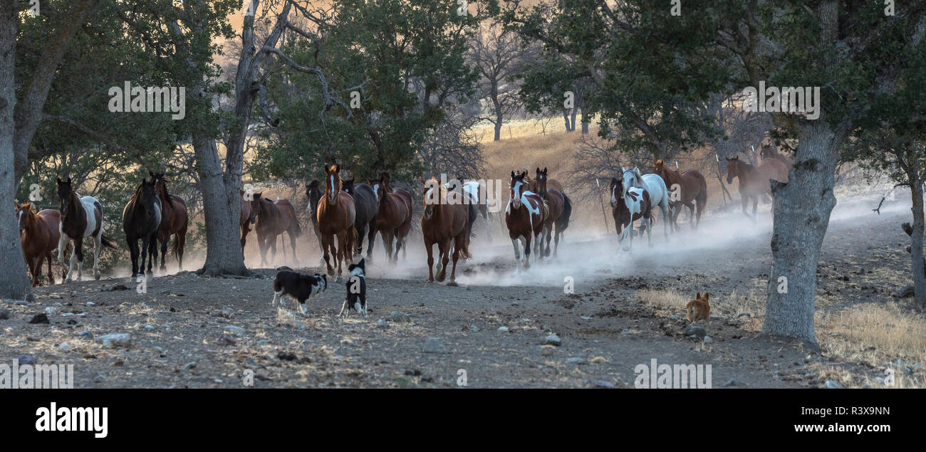 USA, California, Parkfield, V6 Ranch running horses and kicking up dust ...