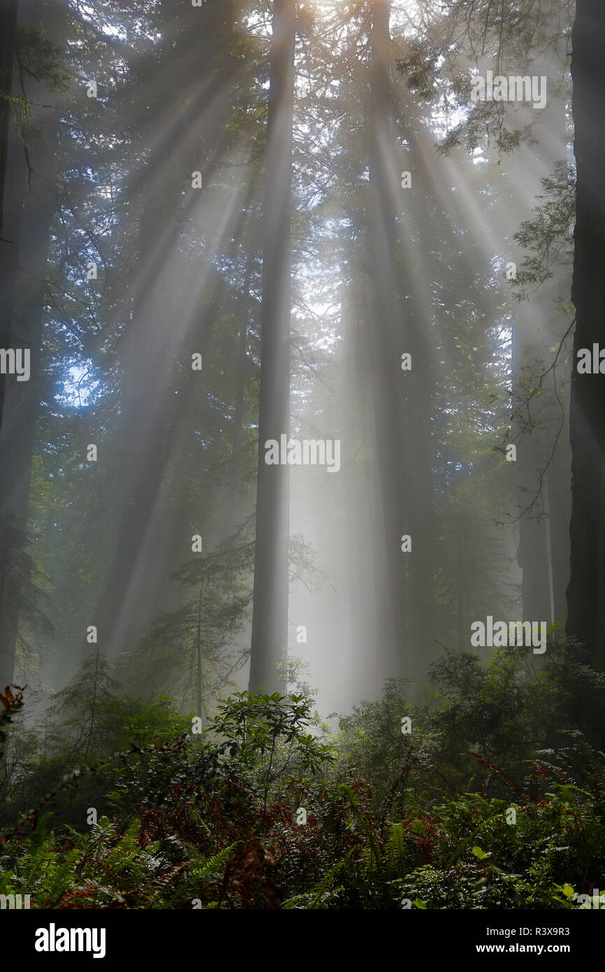 Light from above hi-res stock photography and images - Alamy