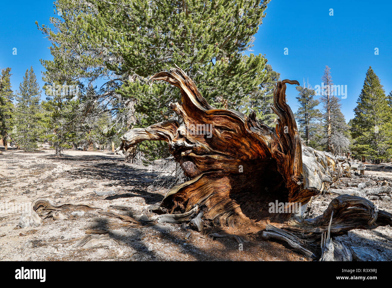 USA, California, Lone Pine, Cottonwood Trail, hollow tree Stock Photo ...