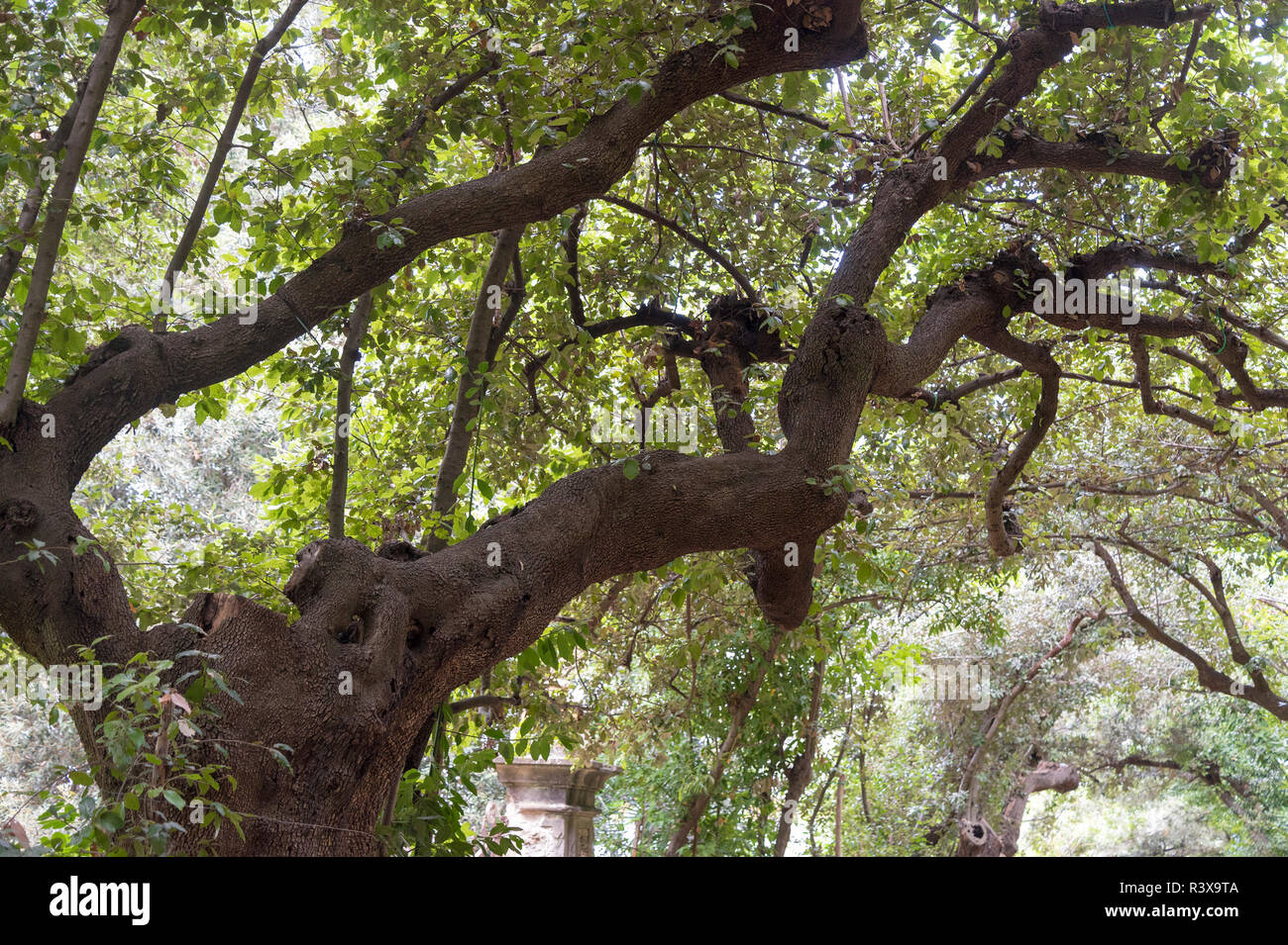 Branchy trees hi-res stock photography and images - Alamy