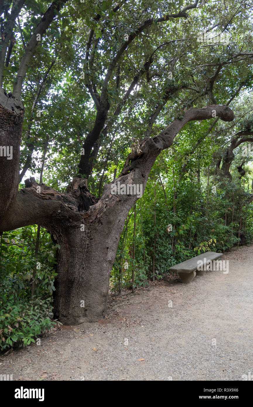 Branchy trees hi-res stock photography and images - Alamy
