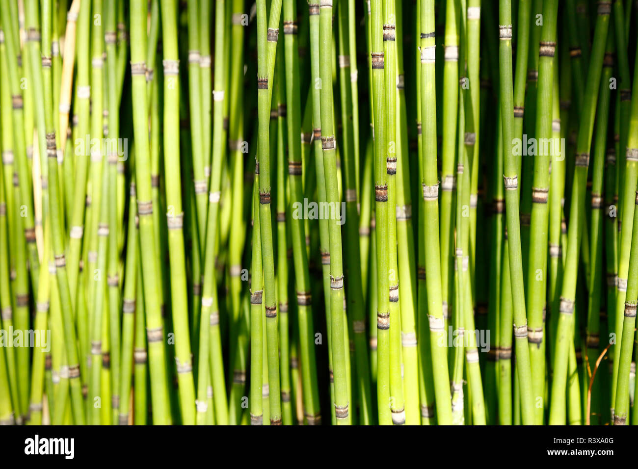 Bamboo, Los Angeles, California, USA Stock Photo - Alamy