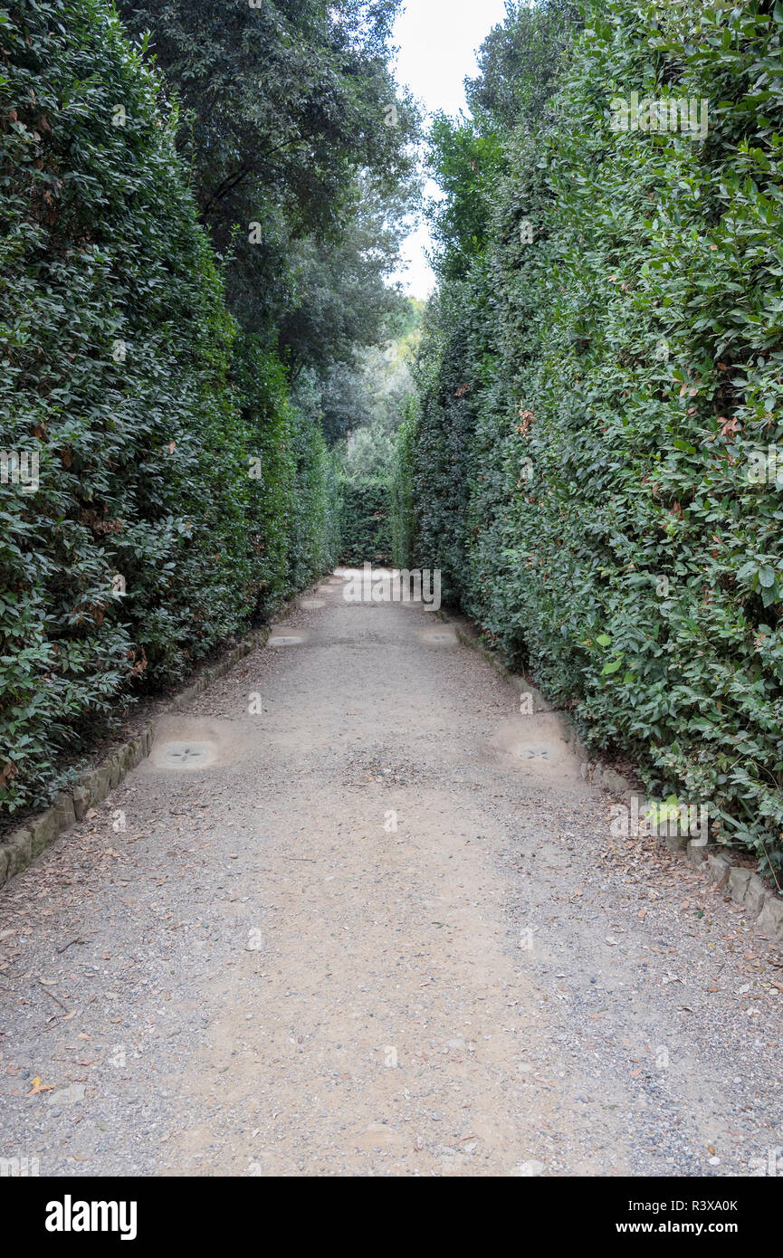 Long hedge of cut decorative hawthorn Bush. The bushes along the track ...