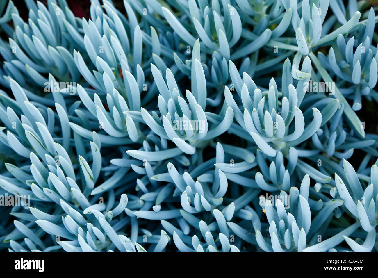 Senecio Blue succulents in Los Angeles, California, USA Stock Photo - Alamy