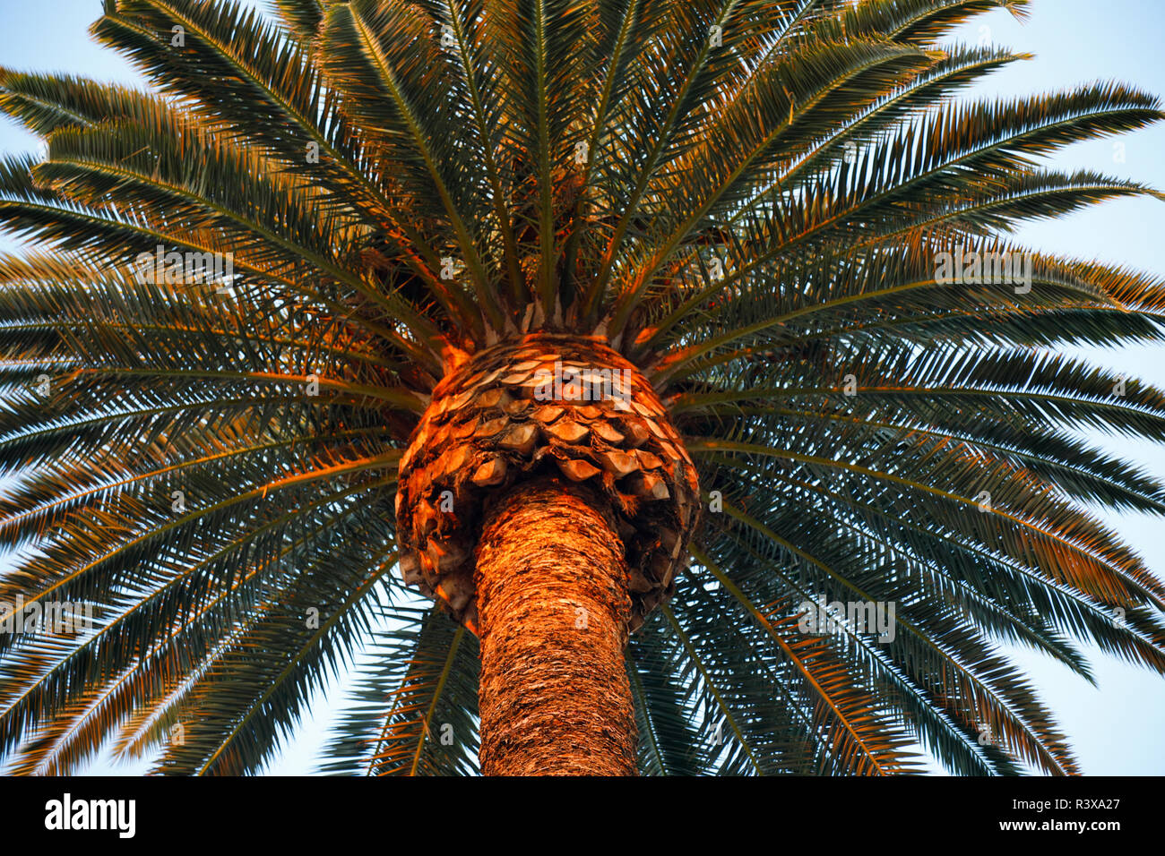 Palm tree, Redlands, California Stock Photo - Alamy