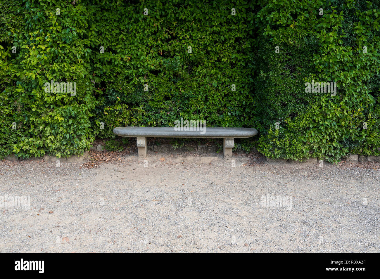 Concrete bench on the background of trimmed evergreen shrub in a public ...