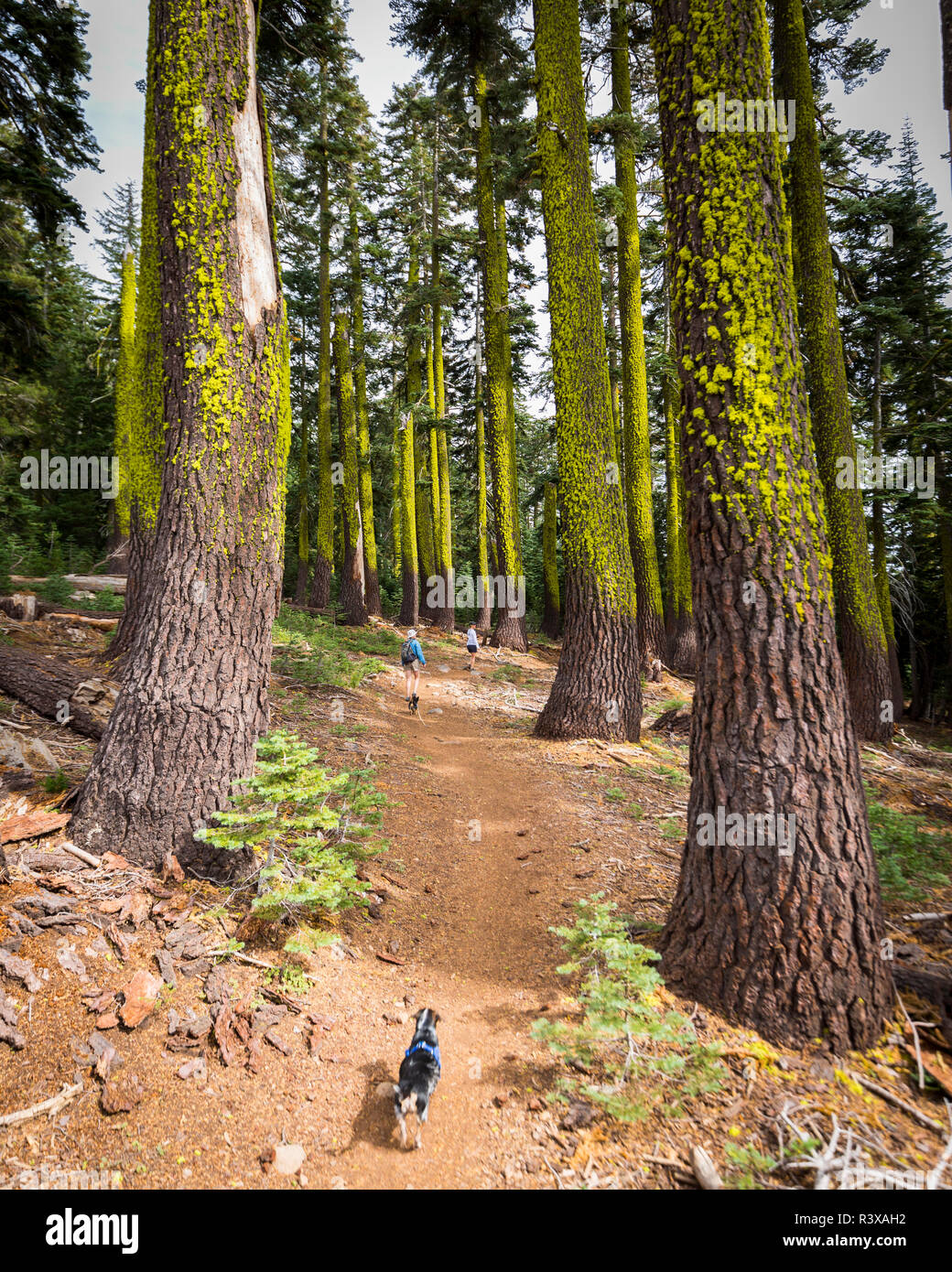 Moss growing on old pine trees, illuminated by sunlight as hikers walk ...