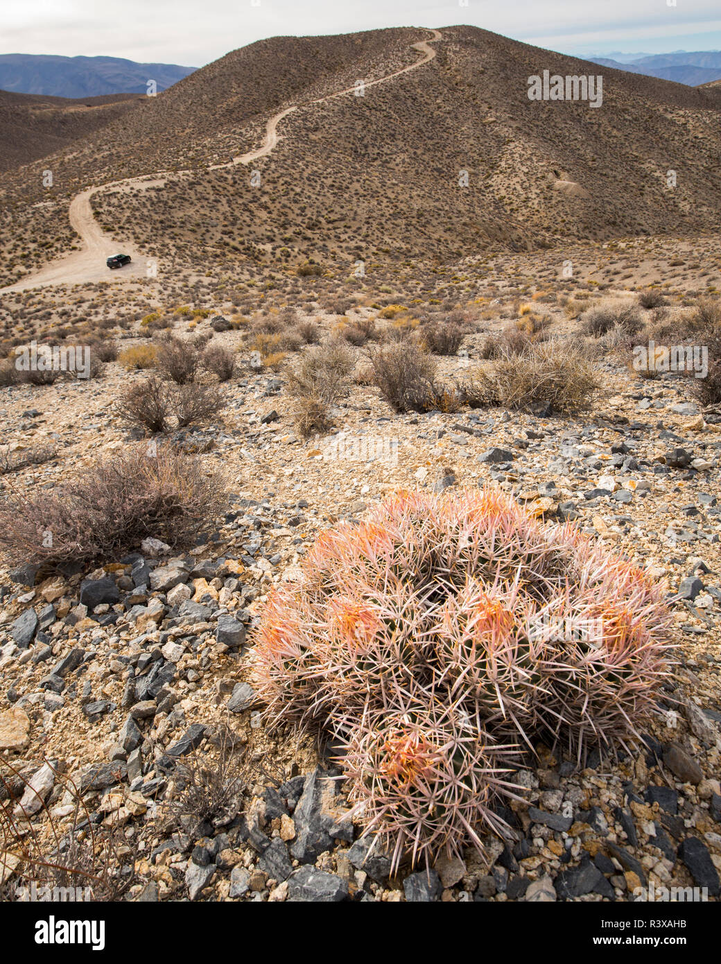 Cactus death valley california usa hi-res stock photography and images ...