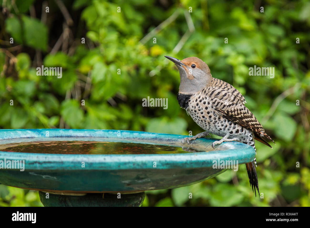 USA, California, La Mesa. Migrating northern Flicker (Colaptes auratus ...