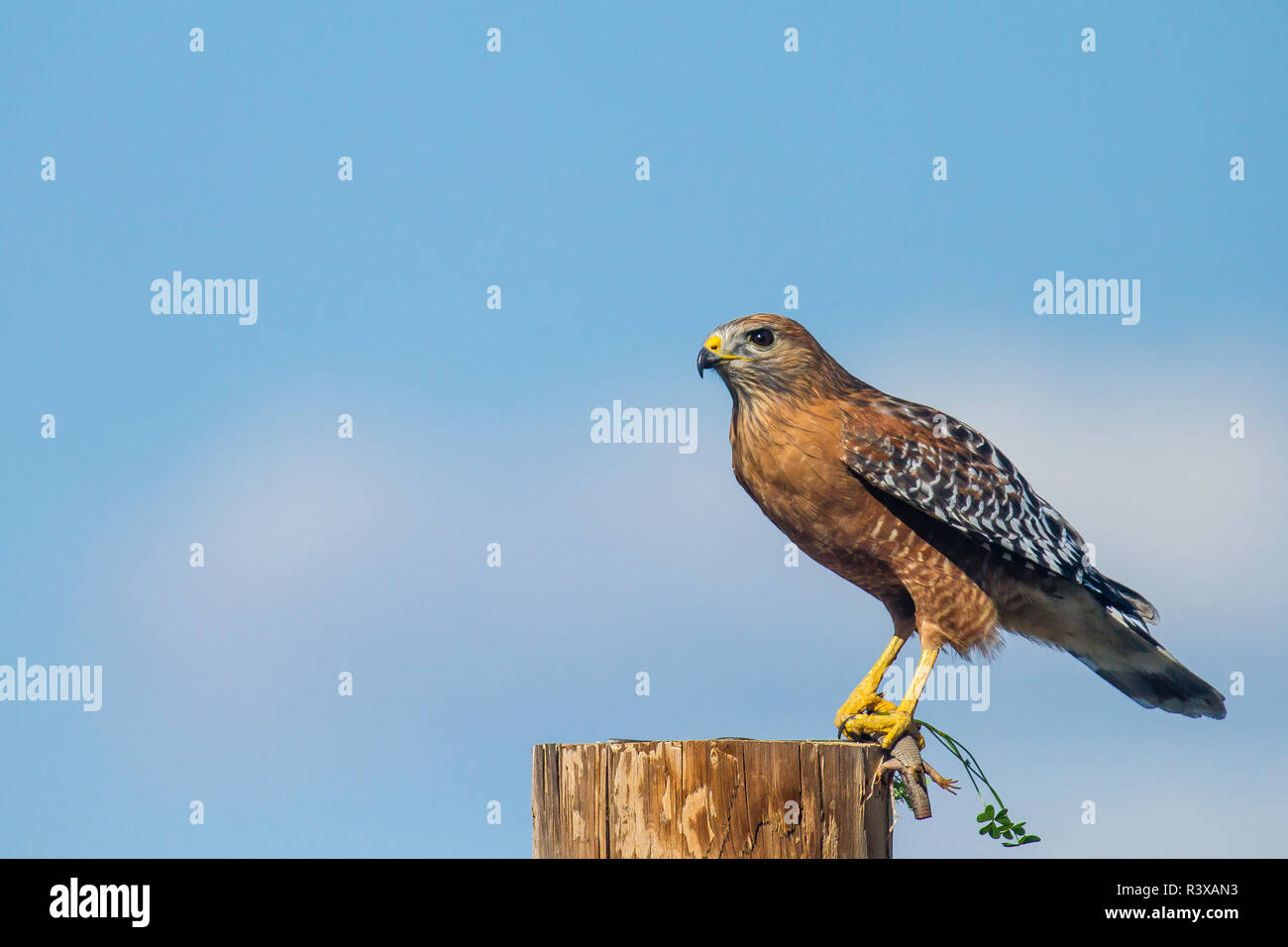Red shouldered hawk hi-res stock photography and images - Alamy