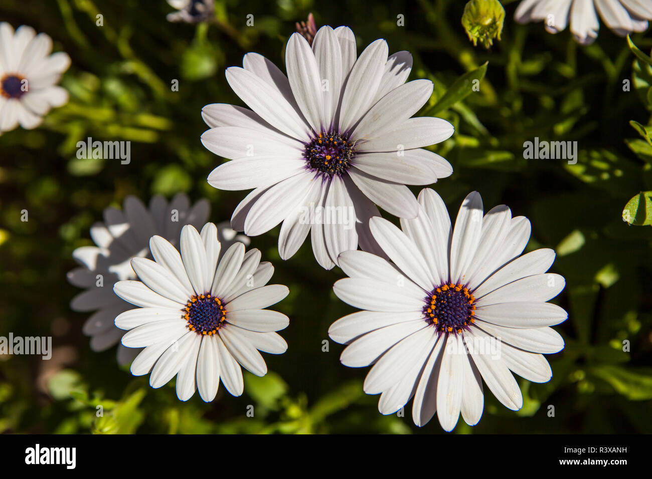 USA, California, La Mesa. Daisy cluster (Osteospermum ecklonis Stock ...