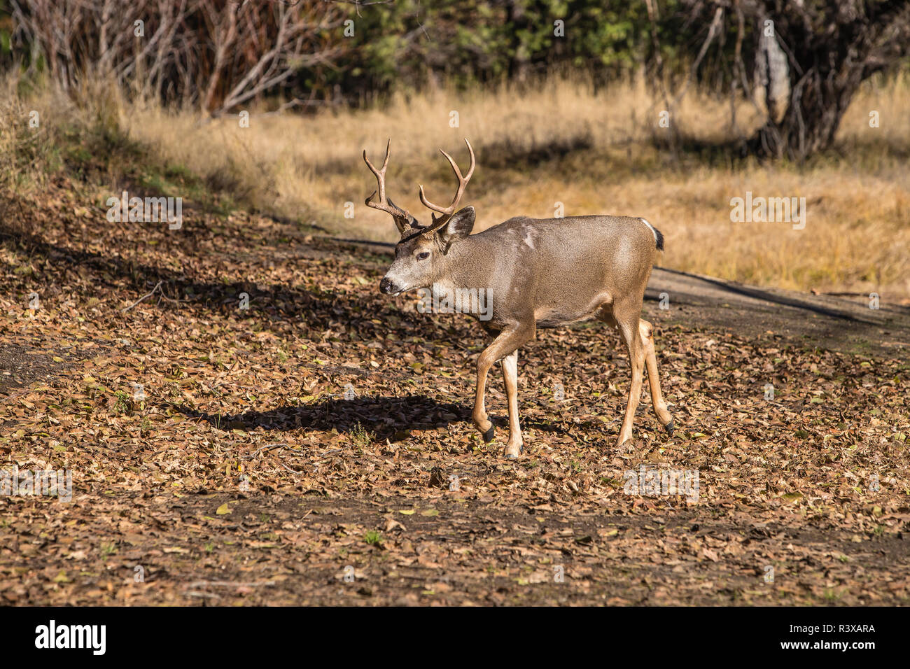 USA, California, Yosemite National Park. Buck mule deer (Odocoileus ...