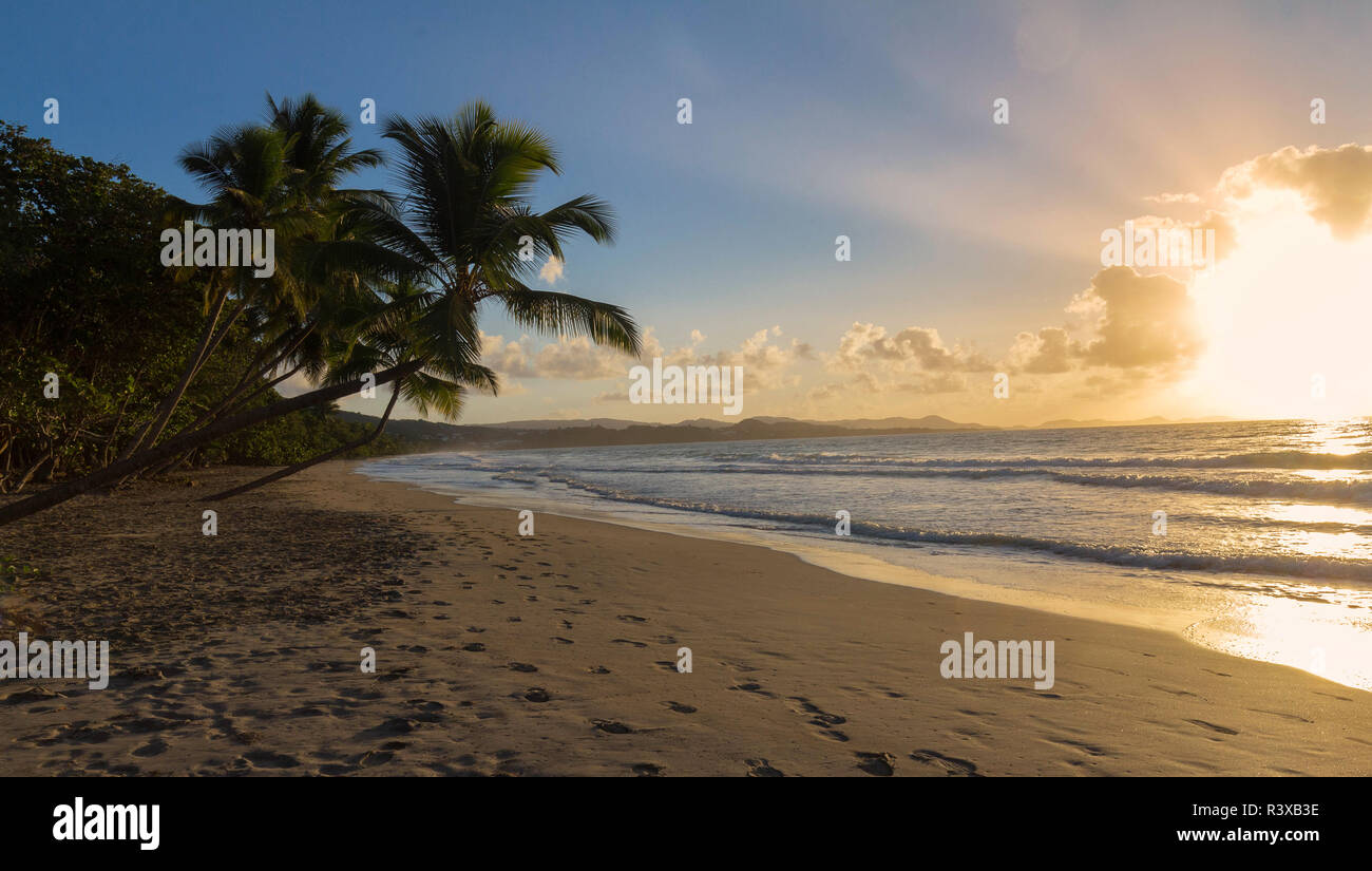 Sunset, paradise beach and palm trees, Martinique island Stock Photo ...
