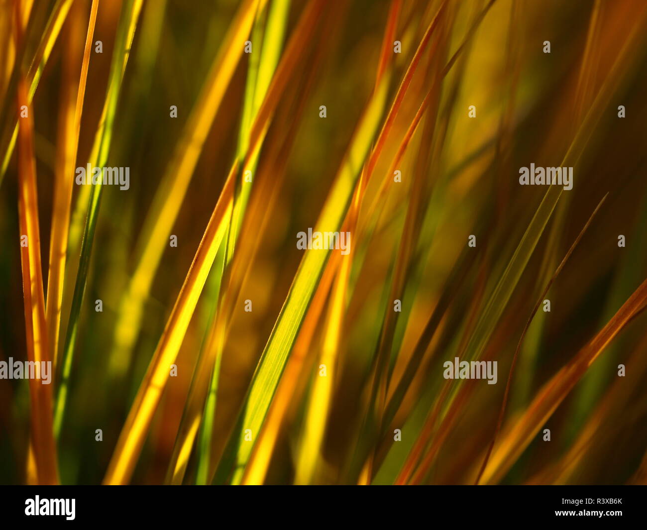 Wide grass blades hi-res stock photography and images - Alamy