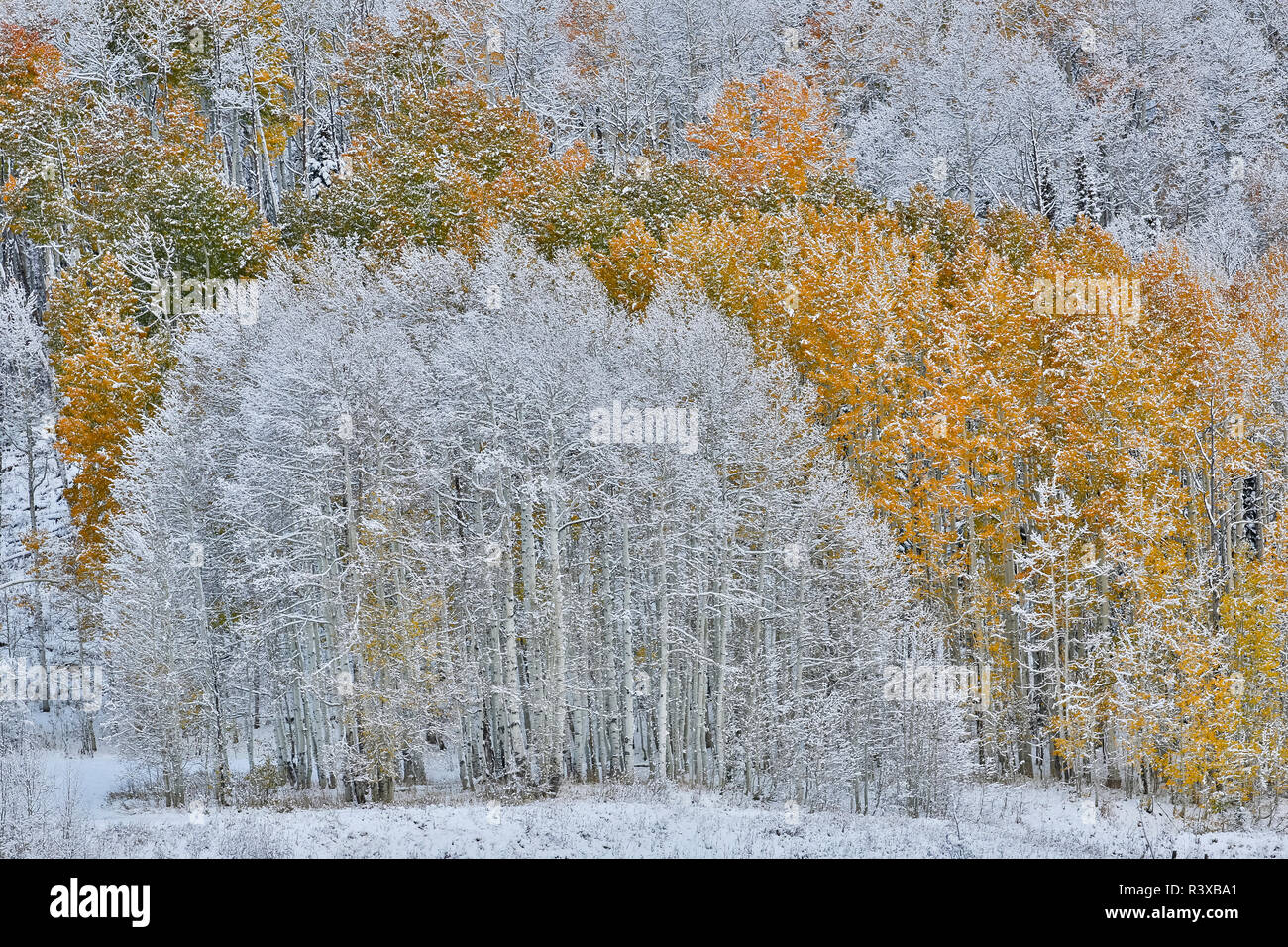 Keebler tree hi-res stock photography and images - Alamy