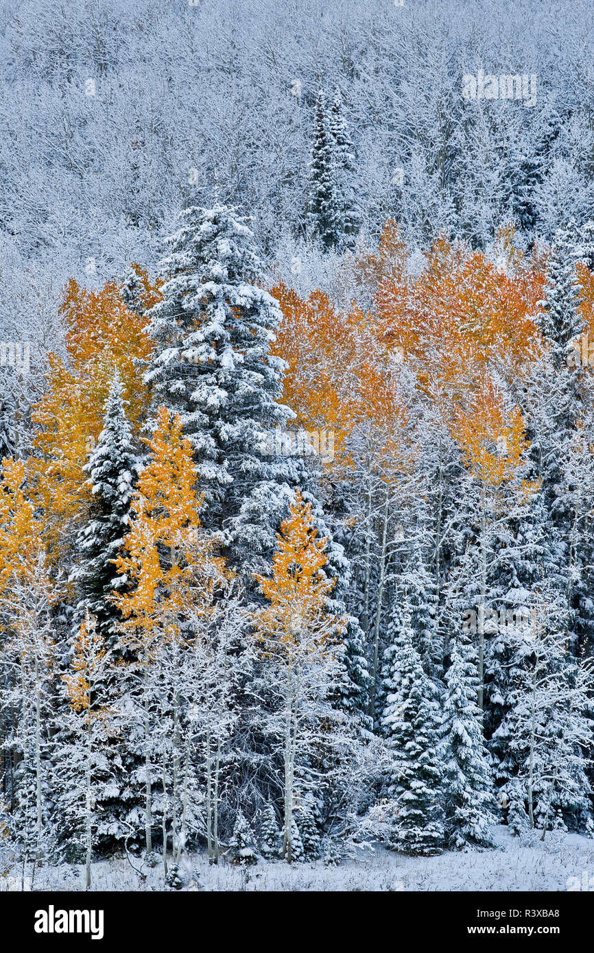 Keebler tree hi-res stock photography and images - Alamy