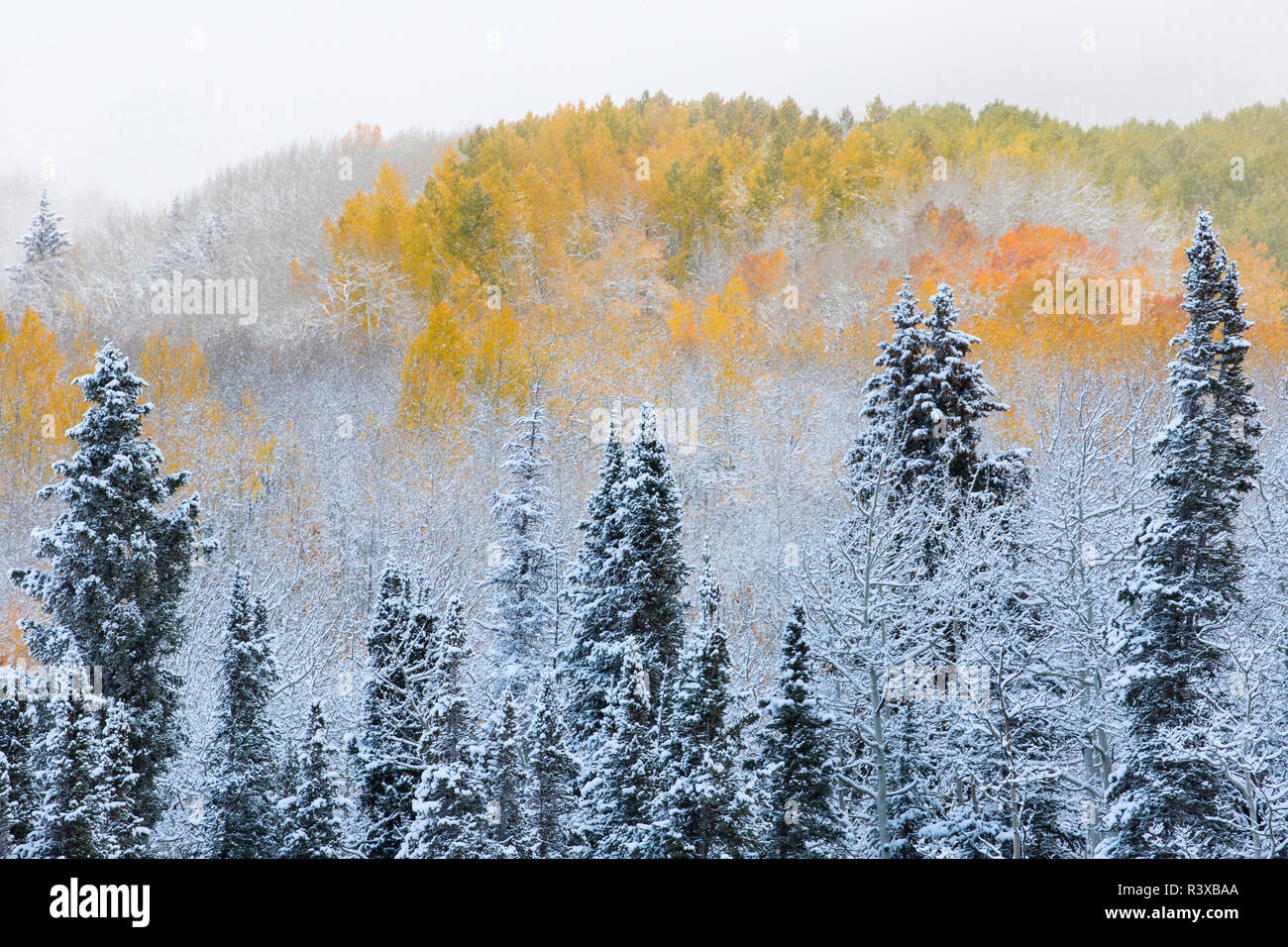 Keebler tree hi-res stock photography and images - Alamy