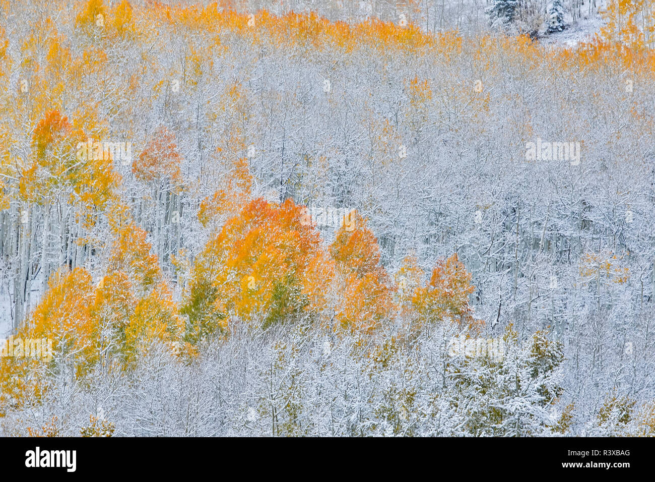 Rocky Mountains, Colorado. Fall Colors of Aspens and fresh snow Keebler ...