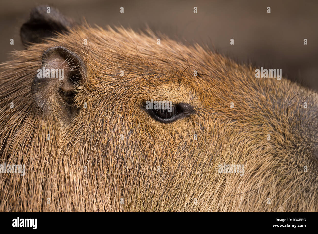 Close up photo of Capybara Stock Photo - Alamy
