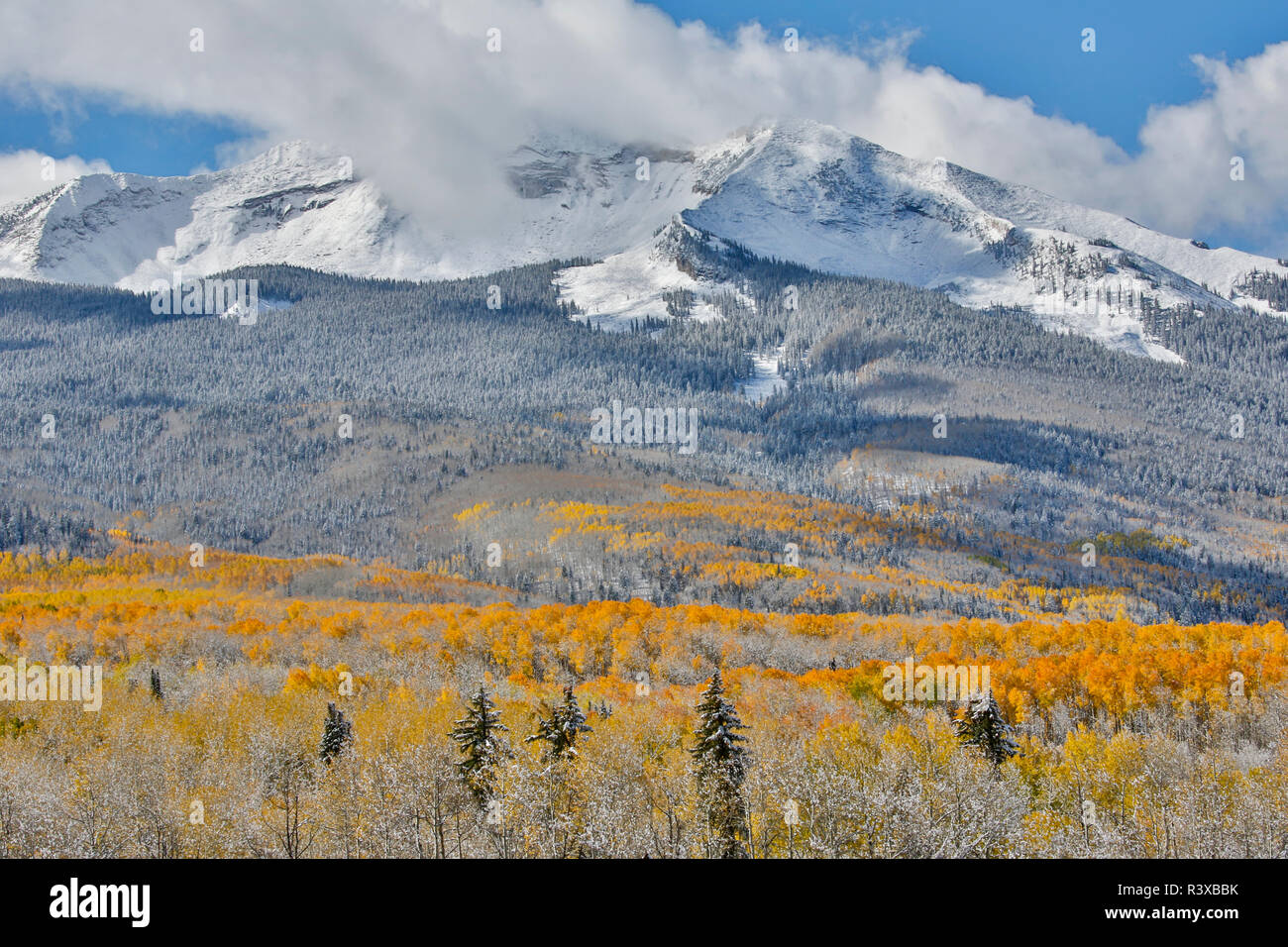 Keebler Tree High Resolution Stock Photography and Images - Alamy
