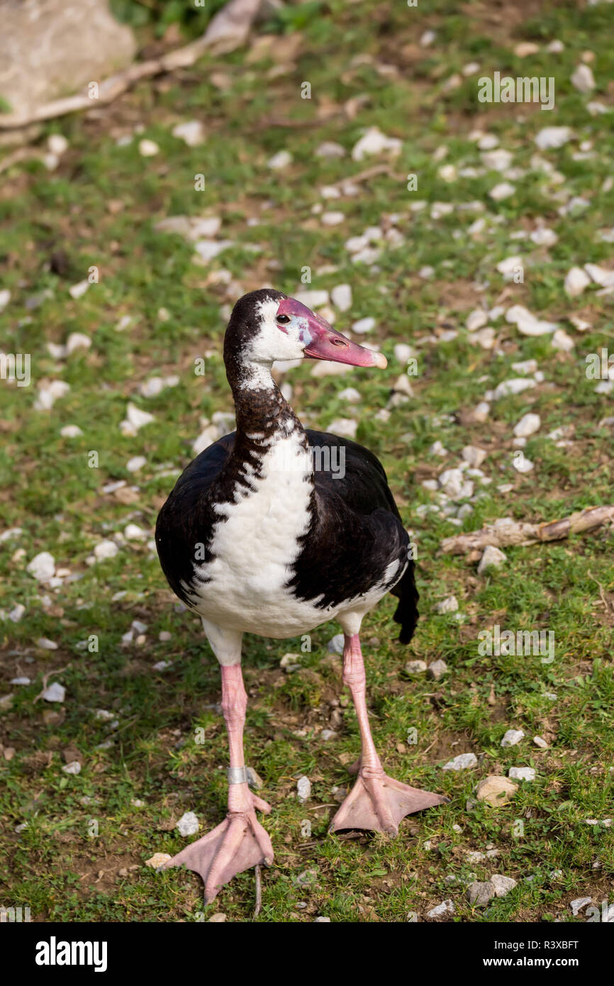 African spurwinged goose hi-res stock photography and images - Alamy