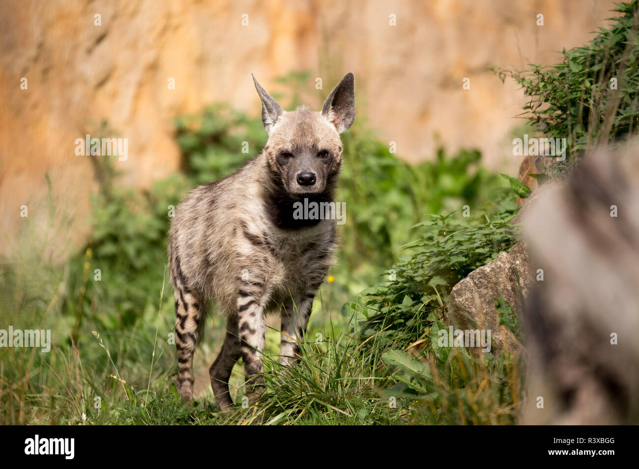 Hyenas of india hi-res stock photography and images - Alamy