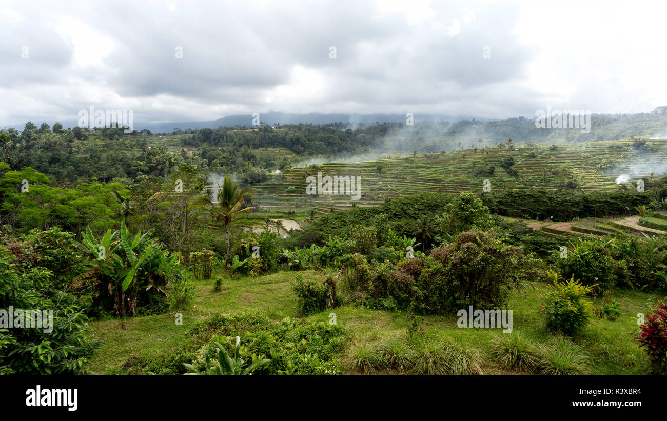 Rice terraced paddy fields in central Bali, Indonesia Stock Photo - Alamy