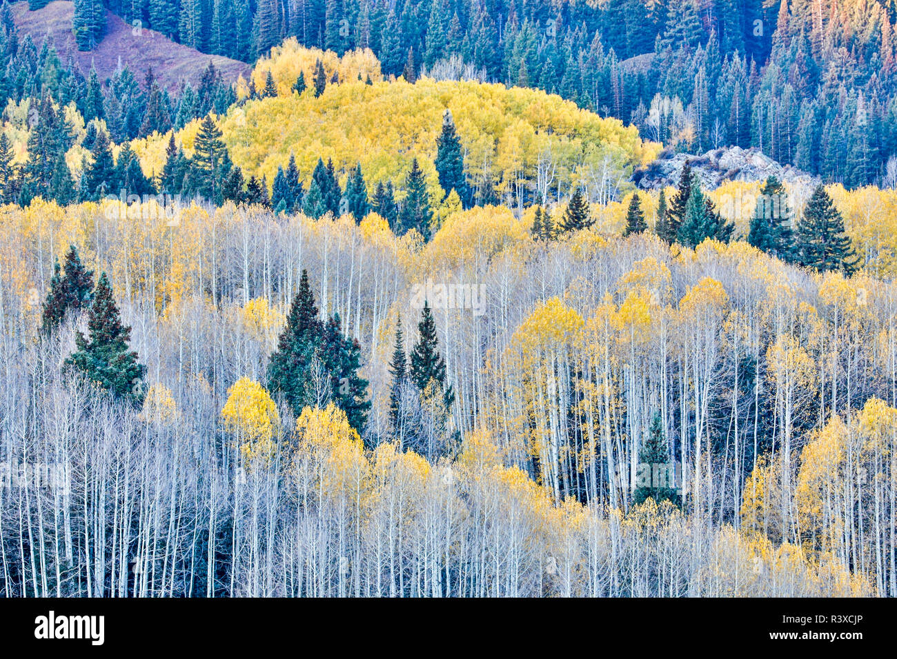 Aspen tree trunks hi-res stock photography and images - Alamy