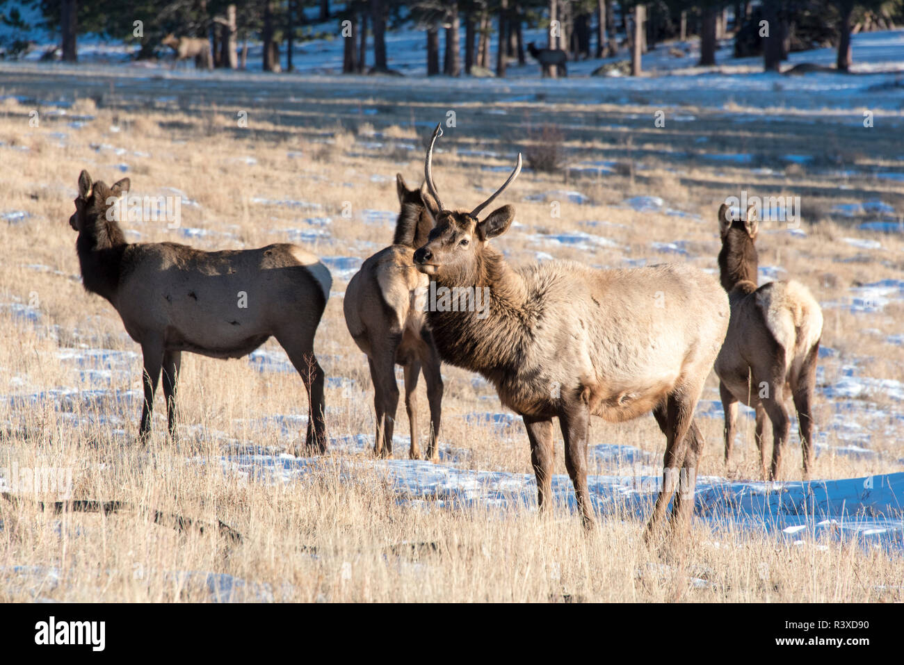 Elk Yearling High Resolution Stock Photography and Images - Alamy