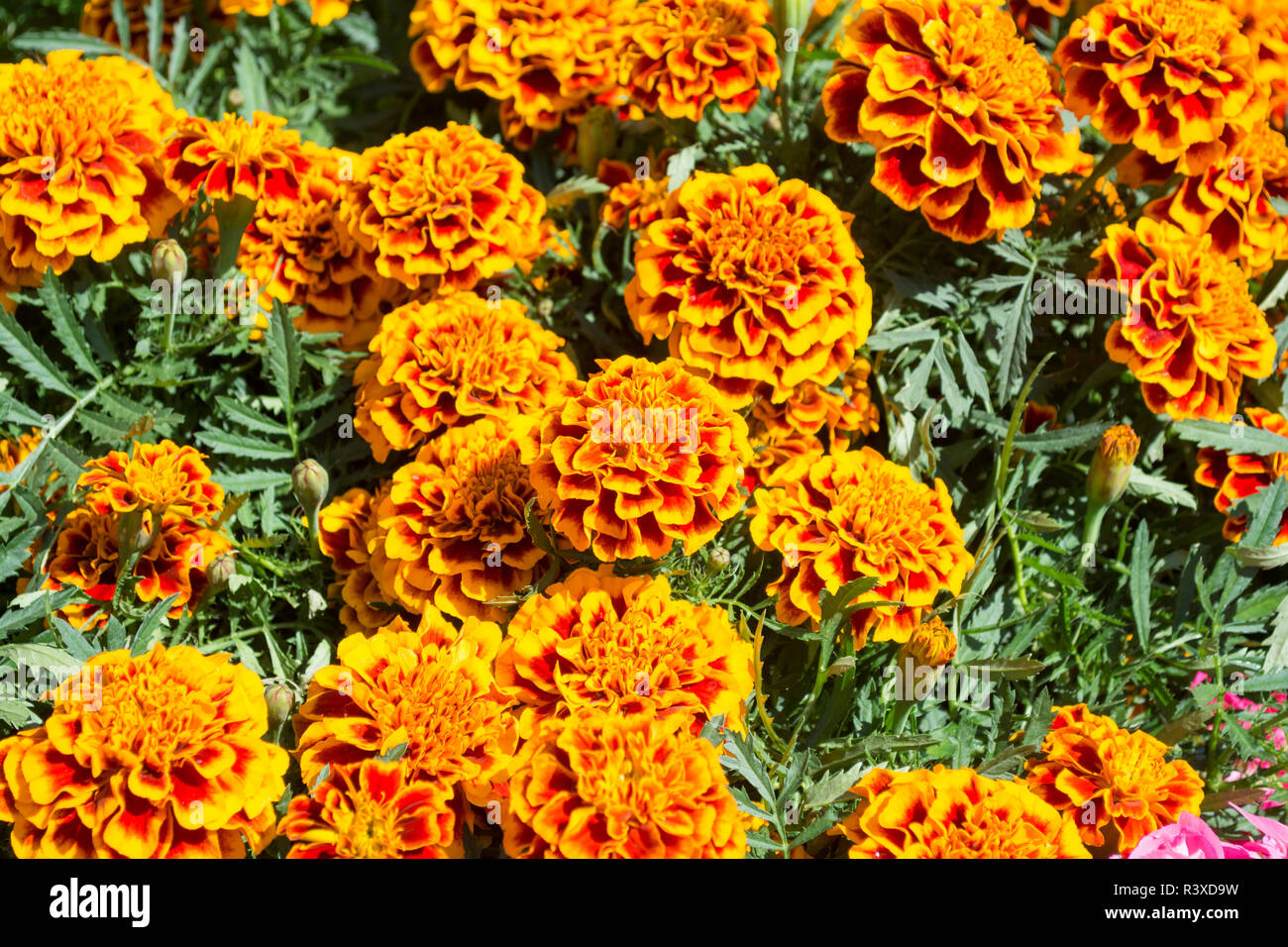 Field of cempasuchil flowers hi-res stock photography and images - Alamy