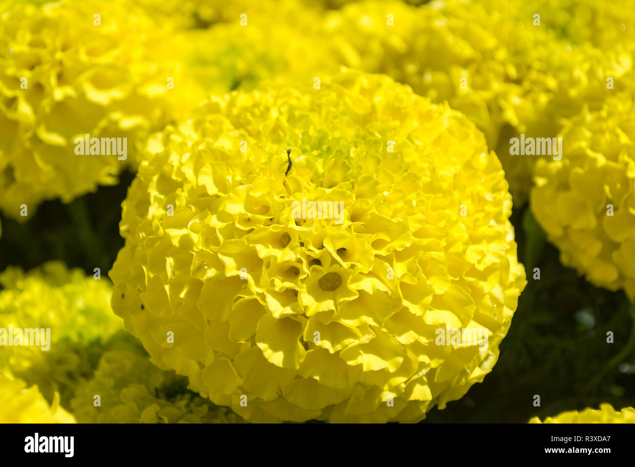 Yellow Marigold - CempasÃºchil Flower Stock Photo - Alamy
