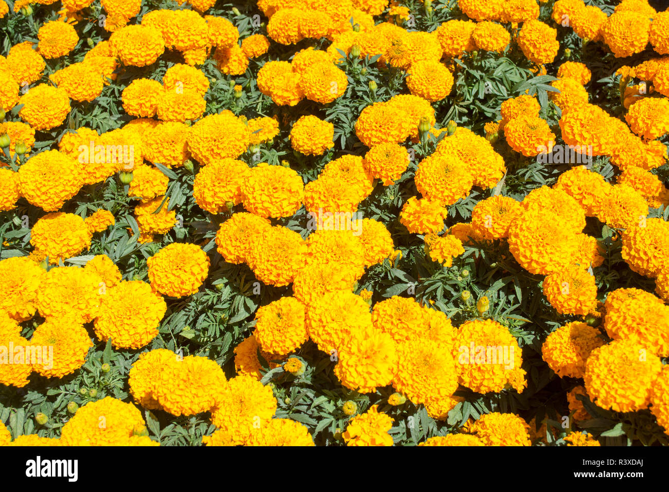 Field of cempasuchil flowers hi-res stock photography and images - Alamy