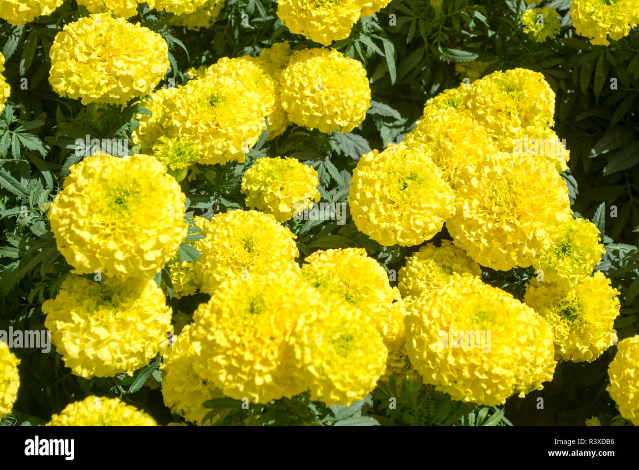 Yellow Marigold - CempasÃºchil Flower Stock Photo - Alamy
