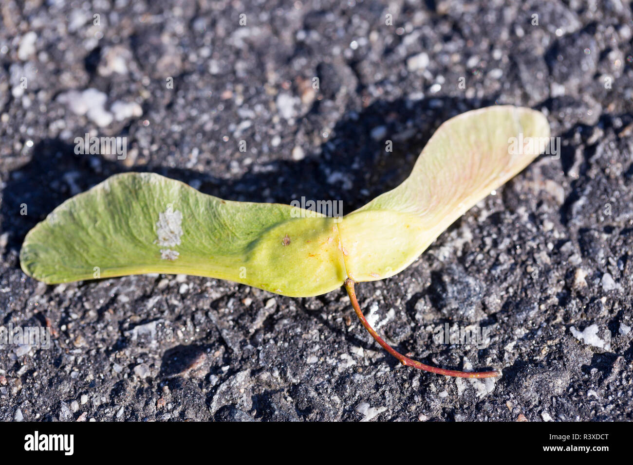 Maple Samara on Asphalt Stock Photo - Alamy