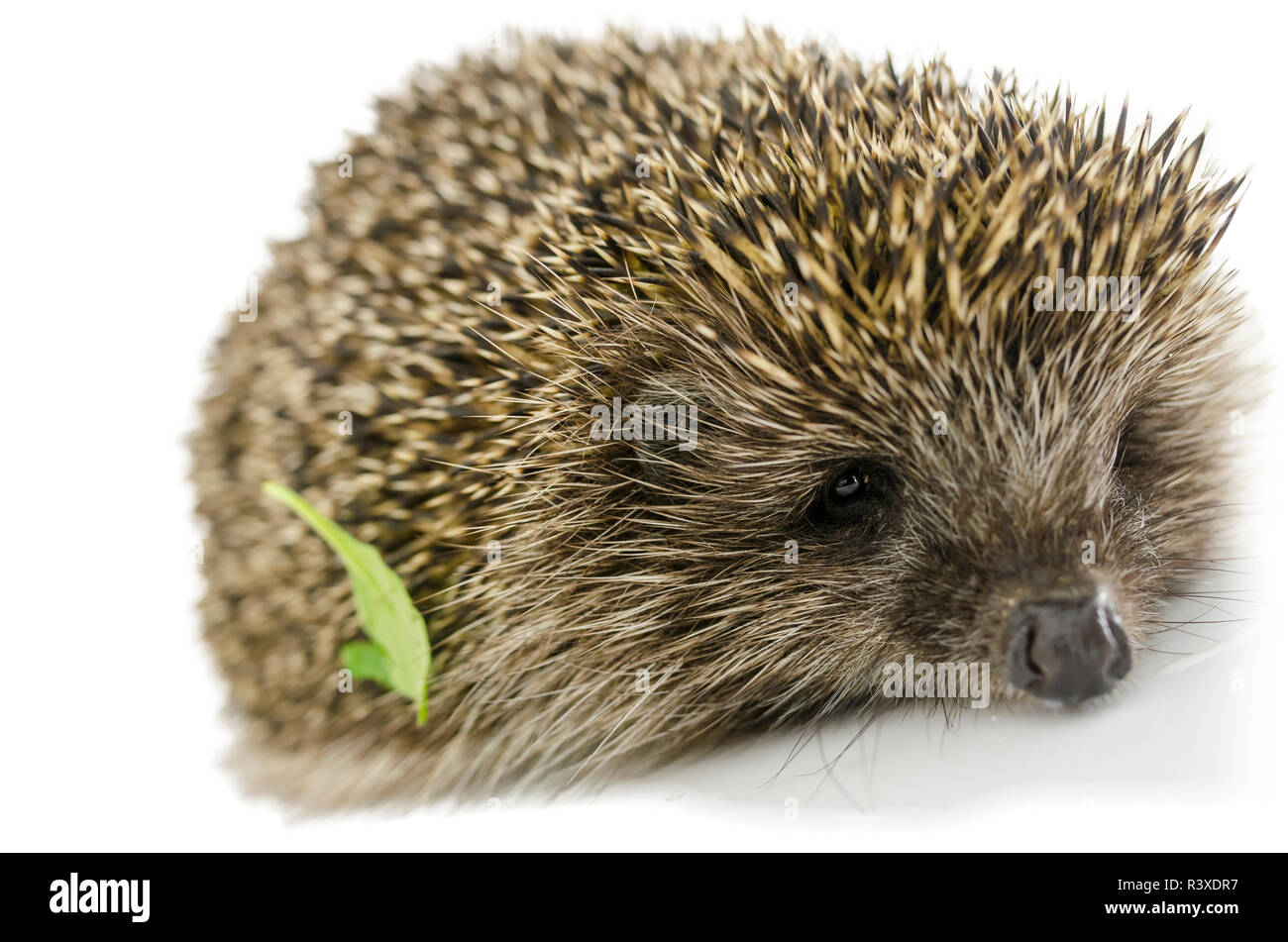 Spiky quills hi-res stock photography and images - Alamy