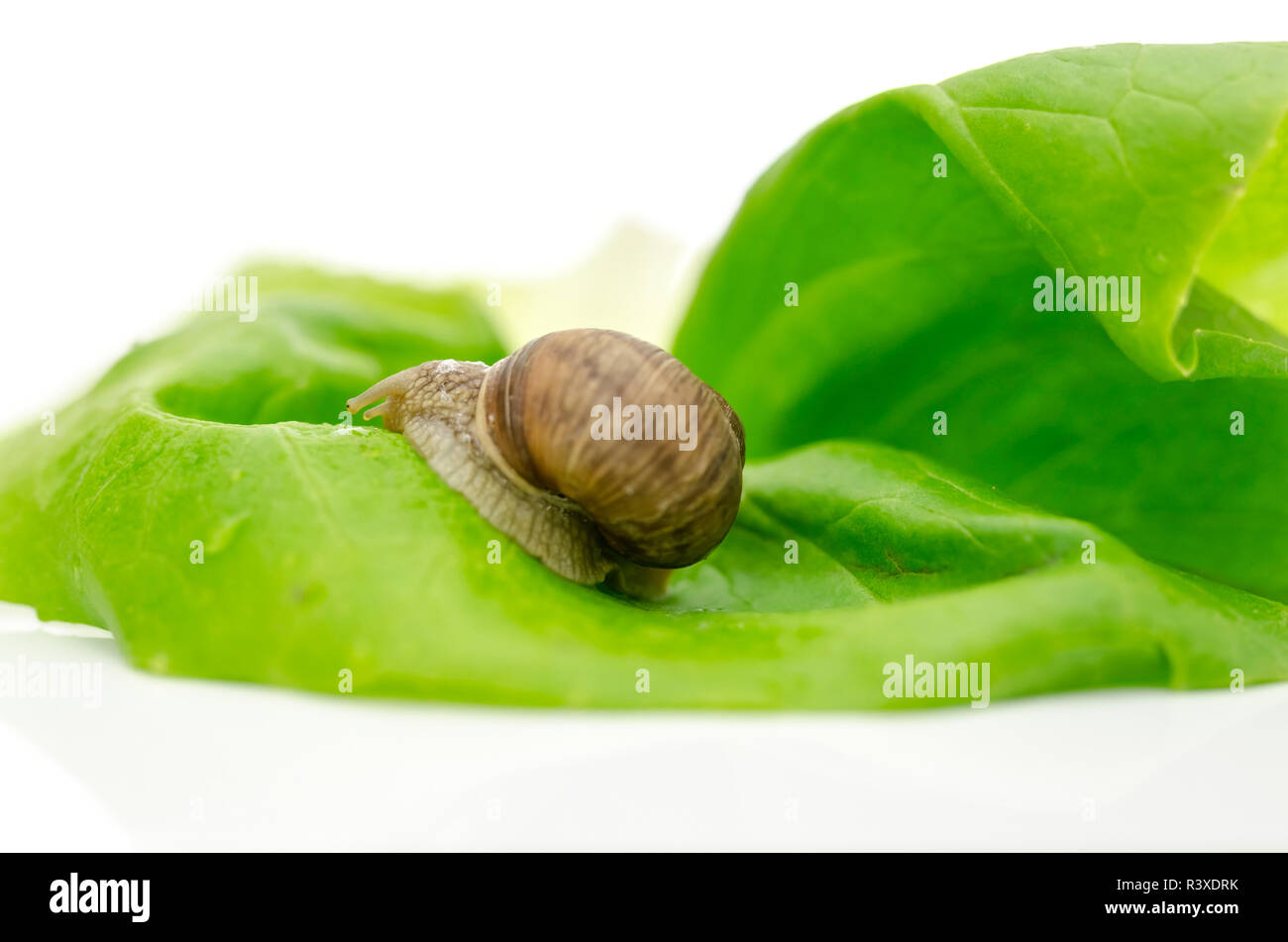 Garden snail on fresh lettuce leaf Stock Photo - Alamy