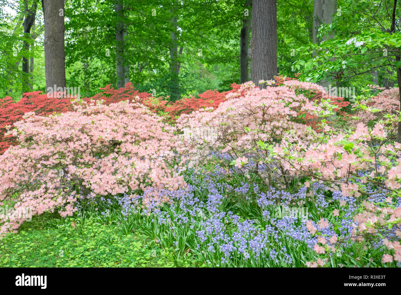 Azalea Woods, Winterthur, Delaware, Usa Stock Photo - Alamy