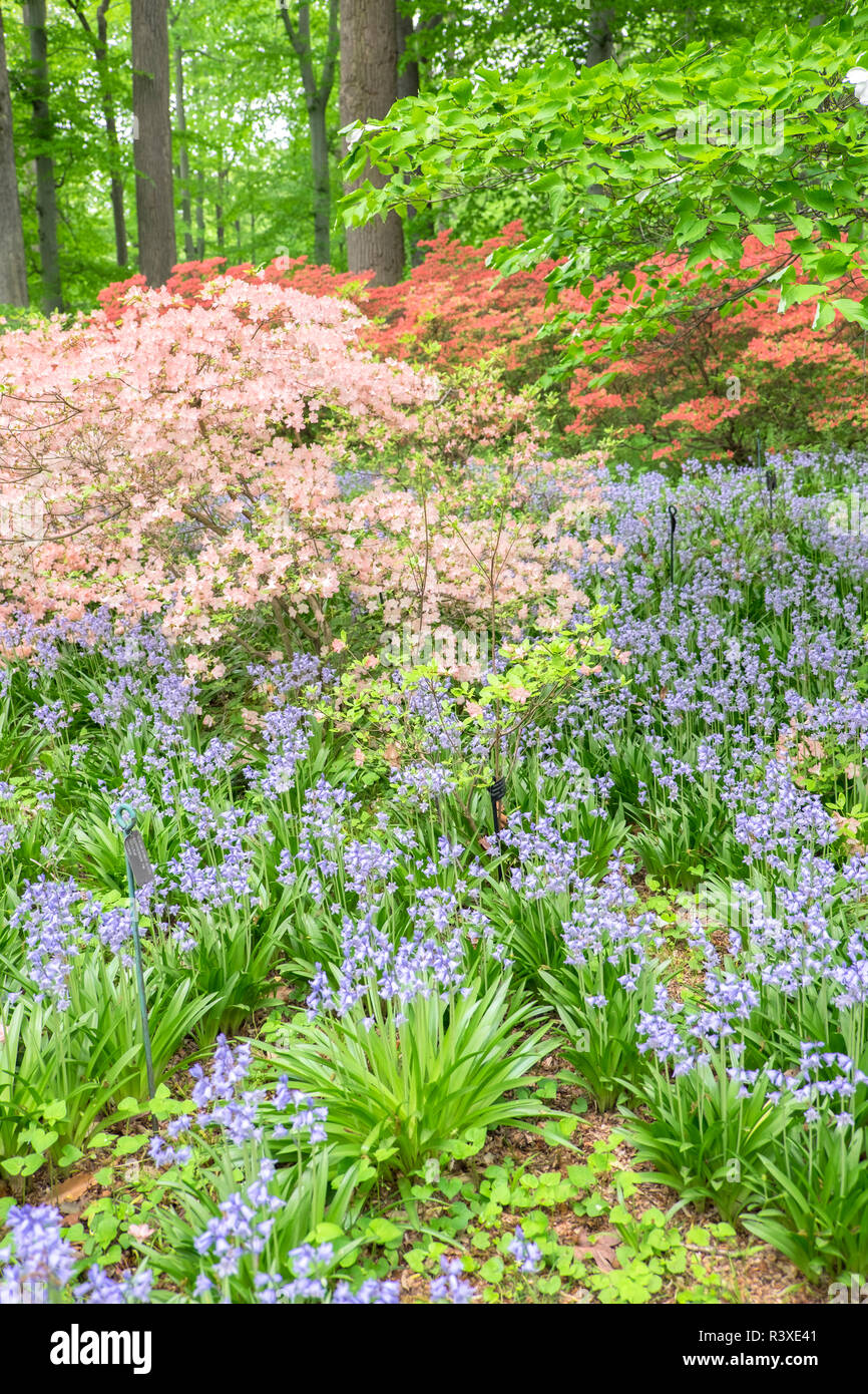 Azalea Woods, Winterthur, Delaware, Usa Stock Photo - Alamy