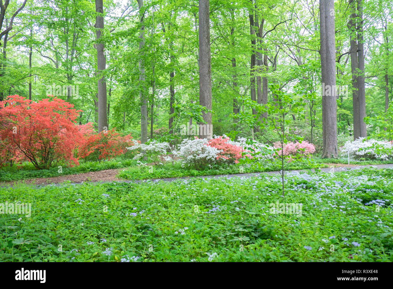 Azalea Woods, Winterthur, Delaware, Usa Stock Photo - Alamy