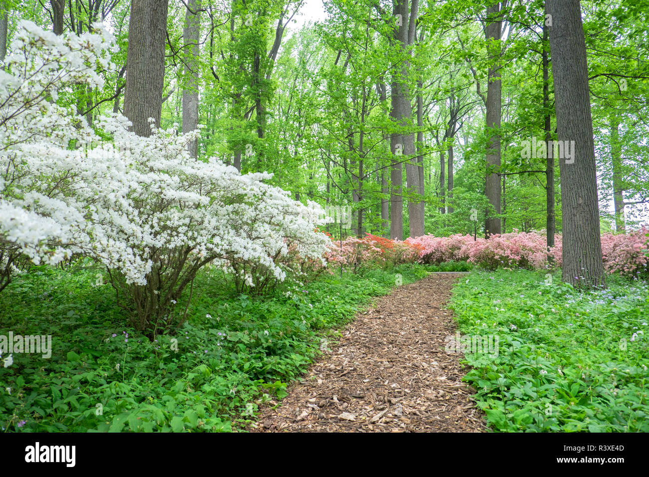 Azalea Woods, Winterthur, Delaware, Usa Stock Photo - Alamy