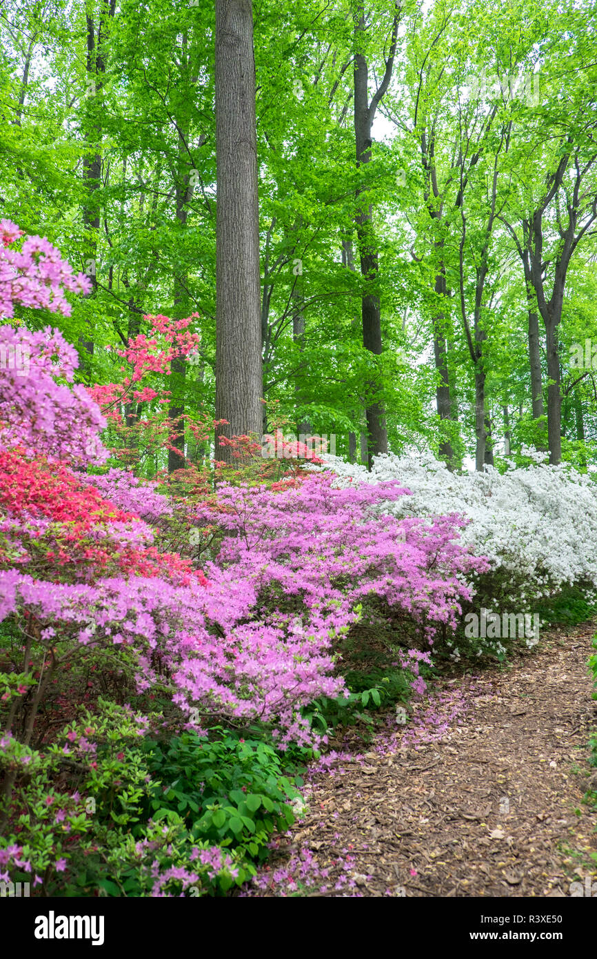 Azalea Woods, Winterthur, Delaware, Usa Stock Photo - Alamy