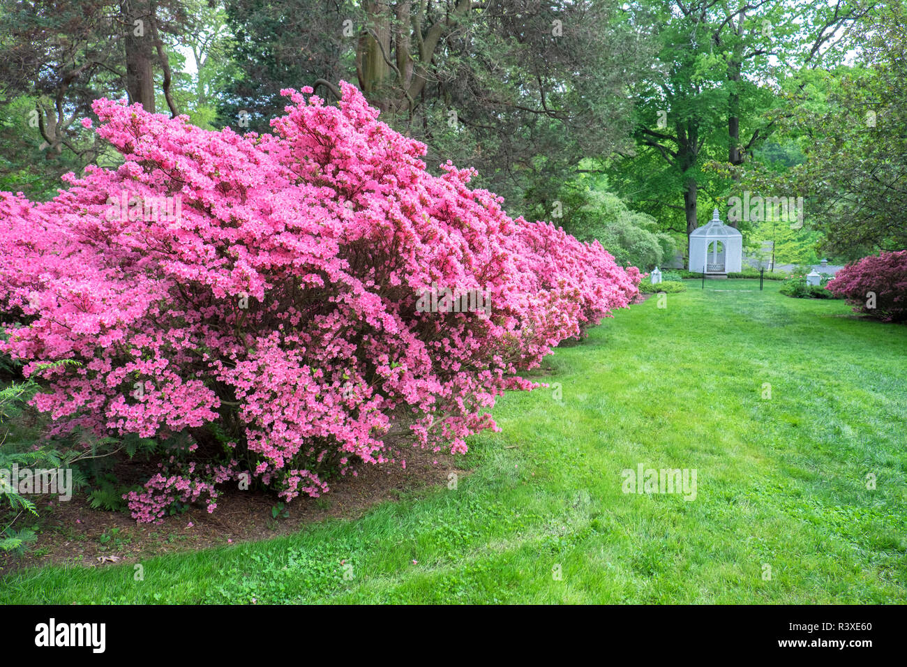 Kurume azaleas hi-res stock photography and images - Alamy