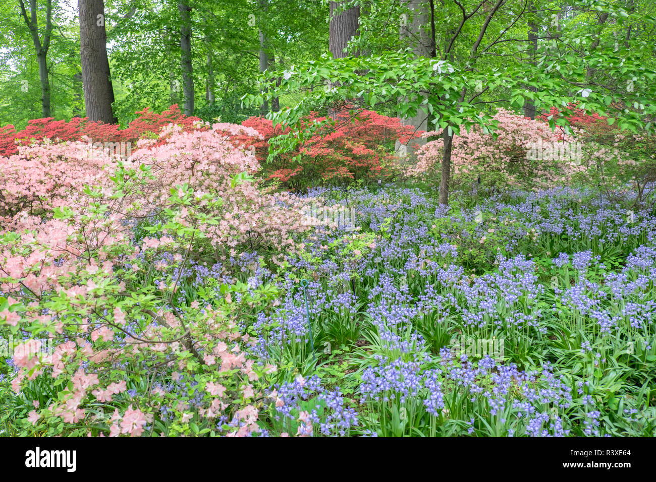 Azalea Woods, Winterthur, Delaware, Usa Stock Photo - Alamy
