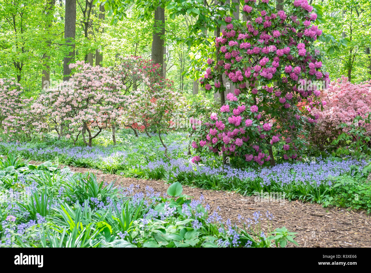 Azalea Woods, Winterthur, Delaware, Usa Stock Photo - Alamy