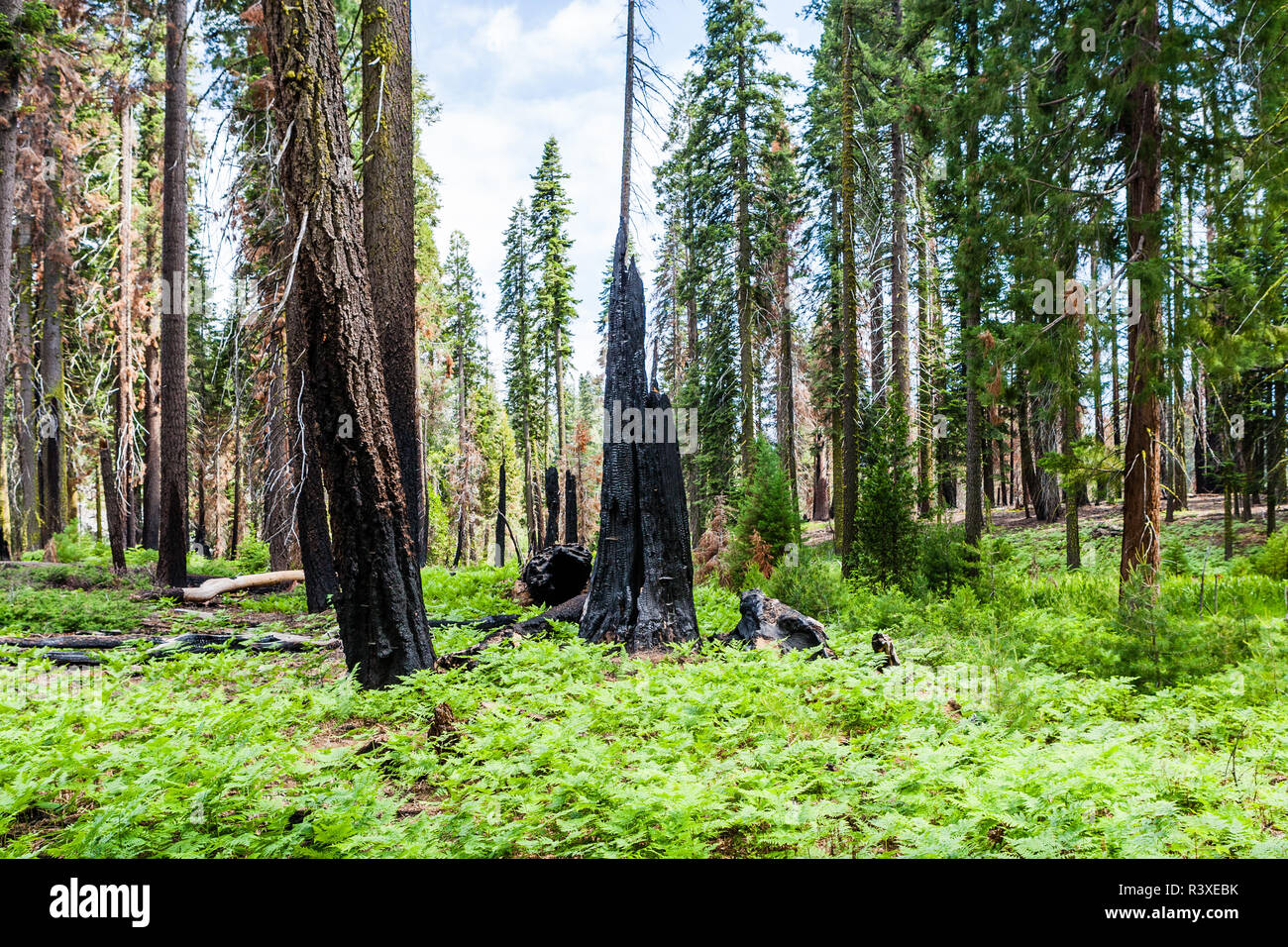 Giant sequoia fire scar hi-res stock photography and images - Alamy